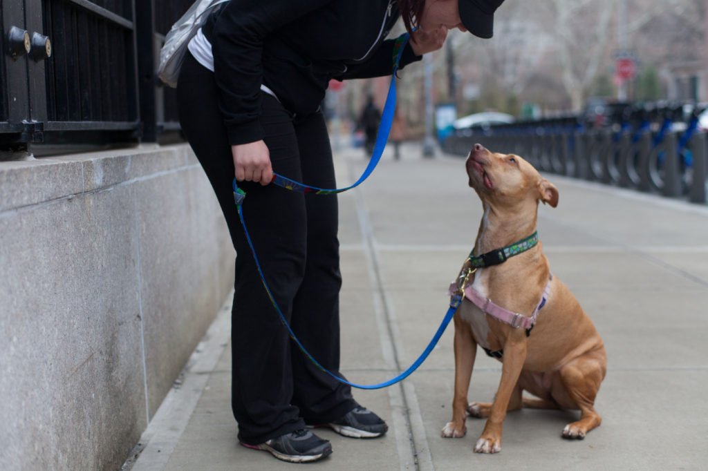Tips and Tricks For Dealing With a Pulling Dog | Puptopia